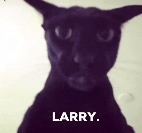 Scary Cat Meme GIFs - Find & Share on GIPHY