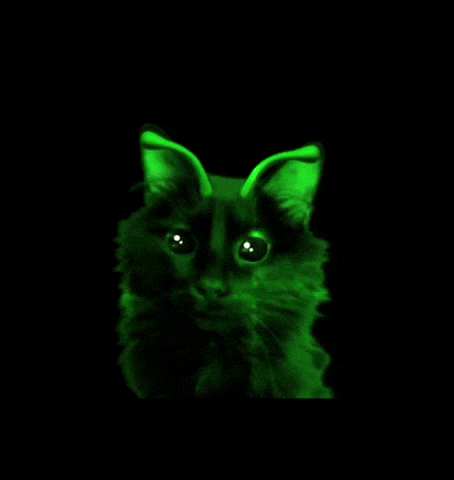 Alien Cat GIF - Find & Share on GIPHY