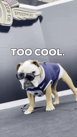 Cool-dawg GIFs - Get the best GIF on GIPHY