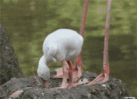 Flamingo Meme GIFs - Find & Share on GIPHY