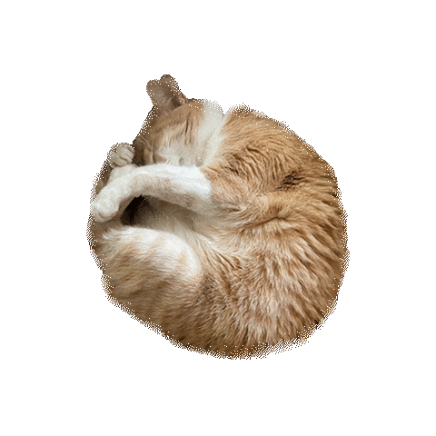 Milton Spinning Cat Sticker - Find & Share on GIPHY