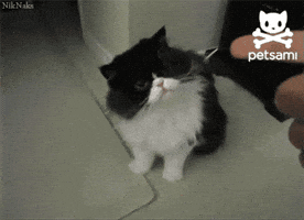 Dead Cat GIFs - Find & Share on GIPHY