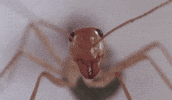 Ants GIFs - Find & Share on GIPHY