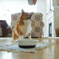 Excited Dog GIFs - Find & Share on GIPHY