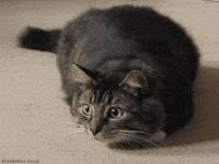 Back And Forth GIFs - Find & Share on GIPHY