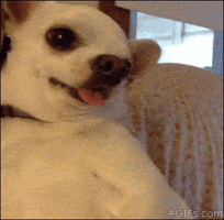 Angry Dog GIFs - Find & Share on GIPHY