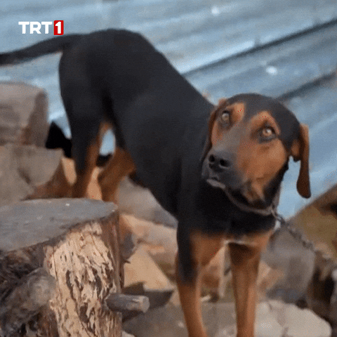 Angry Dog GIF by TRT - Find & Share on GIPHY