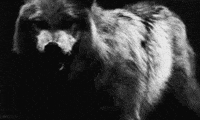 Sad Wolf Meme GIFs - Find & Share on GIPHY