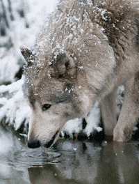 Sad Wolf Meme GIFs - Find & Share on GIPHY