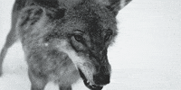 Sad Wolf Meme GIFs - Find & Share on GIPHY