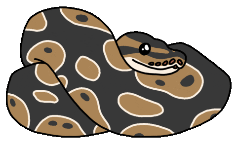 Ball Python Stickers - Find & Share on GIPHY