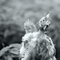 Fluffer GIFs - Find & Share on GIPHY