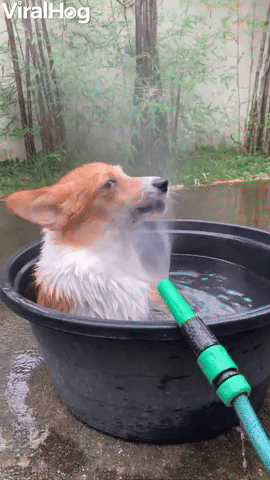 Spraying With Hoses Clips - Find & Share on GIPHY