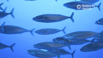 Mackerel Fish GIFs - Find & Share on GIPHY