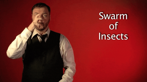 Swarm-of-insects GIFs - Get the best GIF on GIPHY
