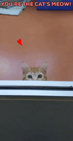 Cat-meow GIFs - Get the best GIF on GIPHY