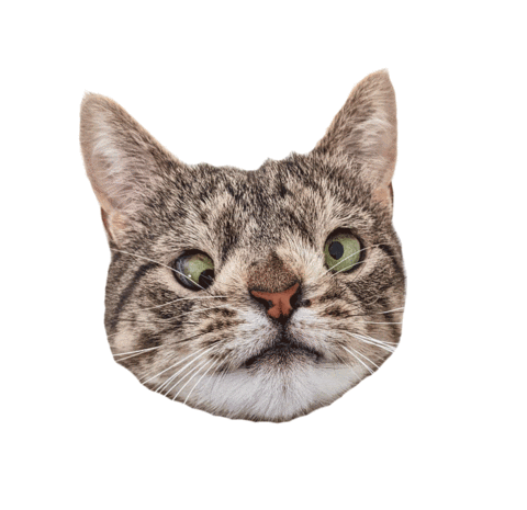 Cat Love Sticker by Monty Happiness - Find & Share on GIPHY