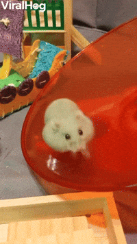 Hamster Running GIFs - Find & Share on GIPHY