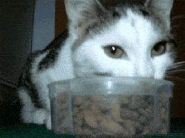 Cat Eating GIFs - Find & Share on GIPHY