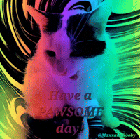 Rainbow Cat GIFs - Find & Share on GIPHY
