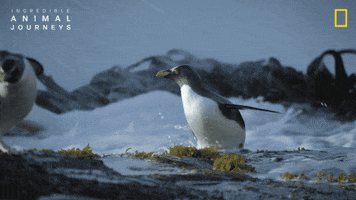 National Geographic GIF by Nat Geo Wild