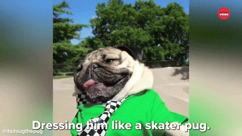Skater-dog GIFs - Get the best GIF on GIPHY