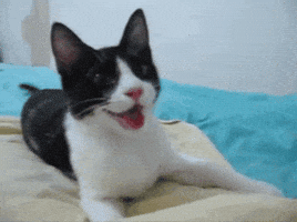 Cat Smile GIFs - Find & Share on GIPHY