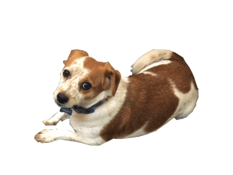 IM Home Inspections GIFs on GIPHY - Be Animated