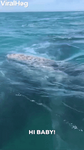 Baby Gray Whale GIFs - Get the best GIF on GIPHY