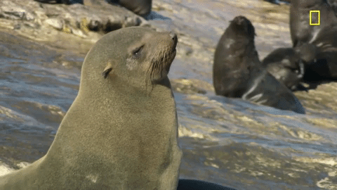 Hostile Planet: Oceans by National Geographic TV | GIPHY