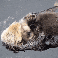Otters Gif