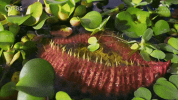 The Green Planet: How the Giant Water Lily Dominates the Pond by PBS ...