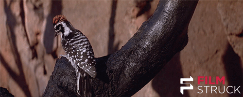 It'S Not Unusual Science Fiction GIF by FilmStruck - Find & Share on GIPHY