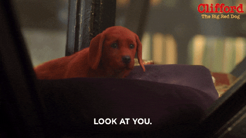 Staring Animal Gif
