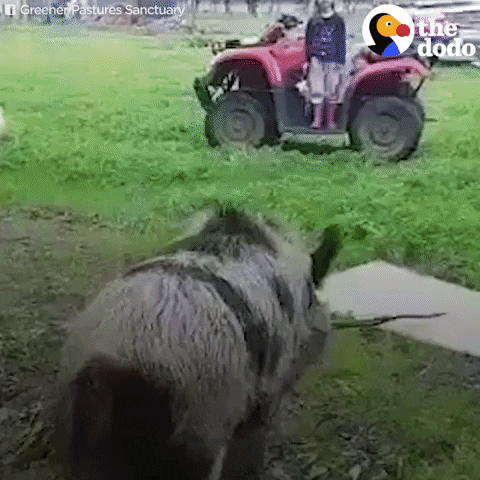 GIF by The Dodo - Find & Share on GIPHY