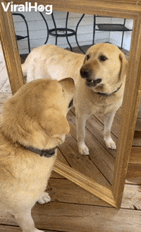 Cute Lab Puppy Gif