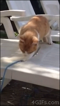 Pool Chair GIFs - Get the best GIF on GIPHY