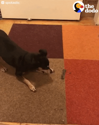Dog Bone GIFs - Find & Share on GIPHY