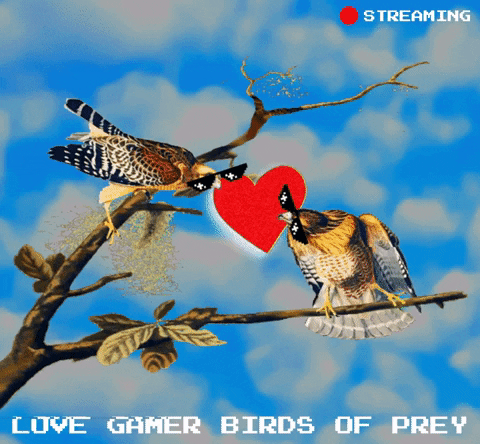 Red Shouldered Hawk GIFs - Get the best GIF on GIPHY