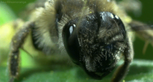 Bee Insect GIF by Head Like an Orange - Find & Share on GIPHY