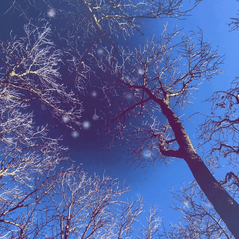 Winter Tree Spirits GIF - Find & Share on GIPHY