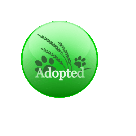 Cats Adopt Sticker by Prairie Paws Animal Shelter for iOS & Android | GIPHY