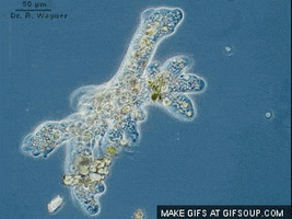 Amoeba GIFs - Find & Share on GIPHY