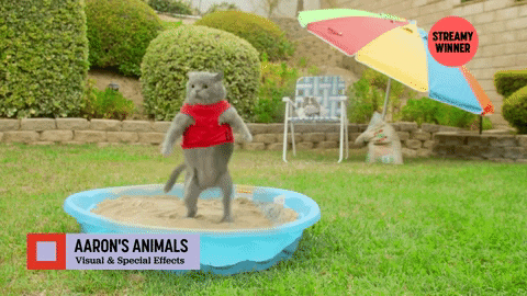 Aarons Animals GIFs - Get the best GIF on GIPHY