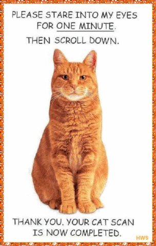 One-eye-cat GIFs - Get the best GIF on GIPHY