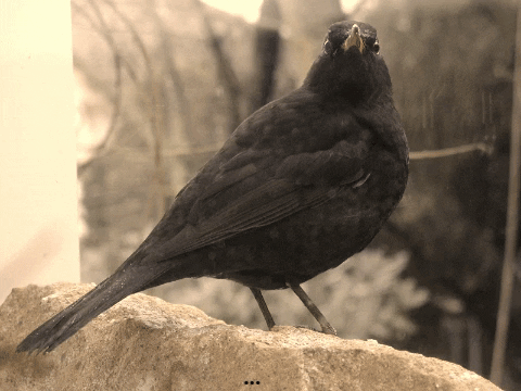 Mad Bird GIF by Jean Scuderi - Find & Share on GIPHY