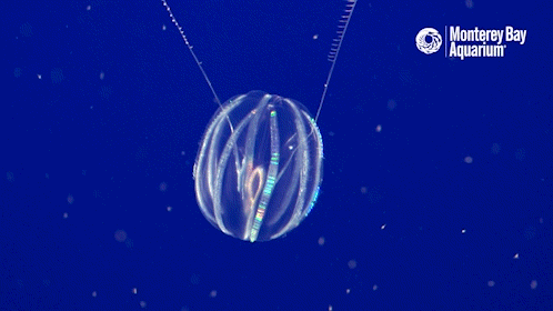 Sea-gooseberry GIFs - Get the best GIF on GIPHY