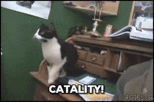 Top 10 Cat Pun GIFs GIFs on GIPHY - Be Animated