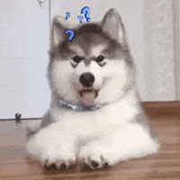 Confused Dog Gif