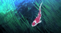 京アニ (Kyoto Animation) GIFs on GIPHY - Be Animated